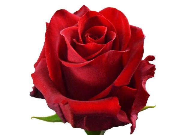 Kukkapalvelu Vihersi - Ruusut - Pitkä ruusu